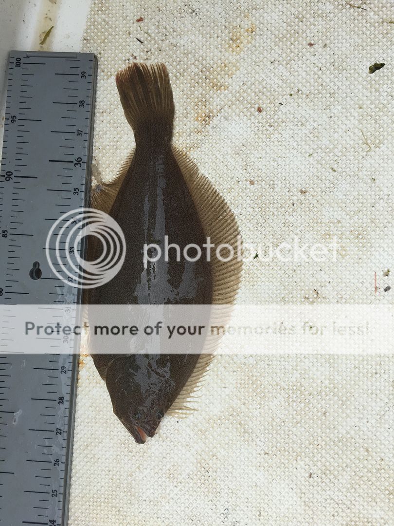 Is this a sanddab? | IFish Fishing Forum