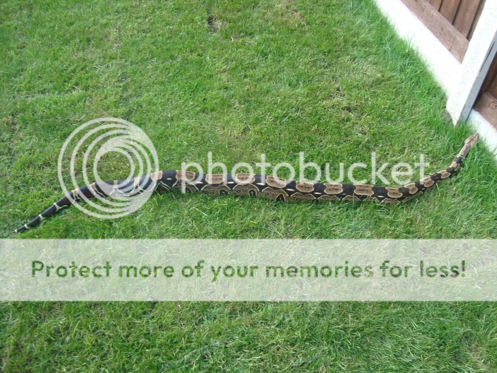 W Midlands - Suriname bcc pair | Reptile Forums